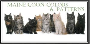 MAINE COON COLORS & PATTERNS - Maine Coon Country